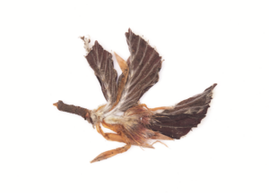 Exhibitions & Events – Queens Park Arts Centre